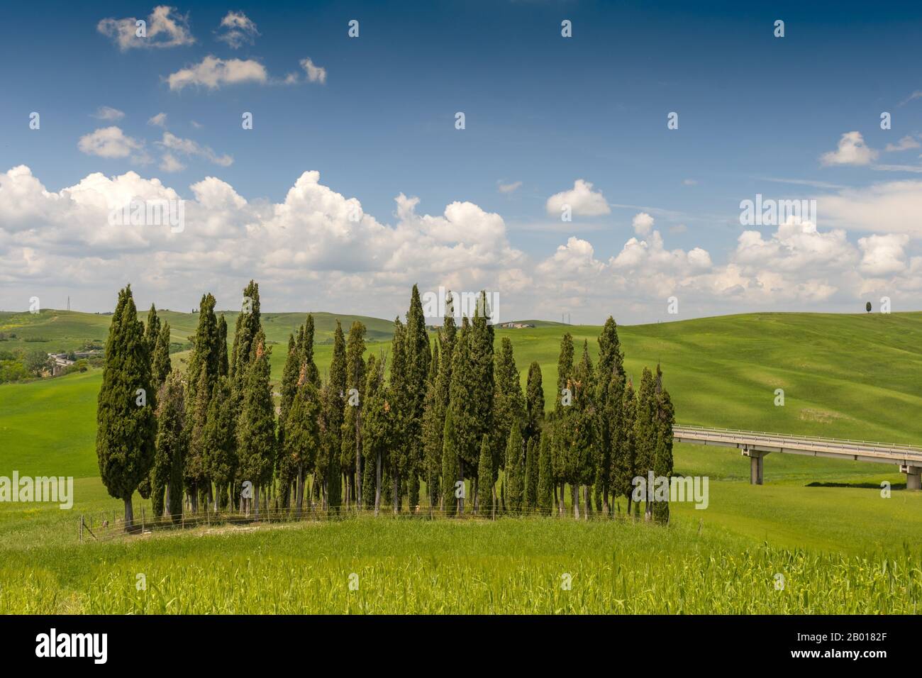 Group of cypresses in tuscany hi-res stock photography and images - Alamy