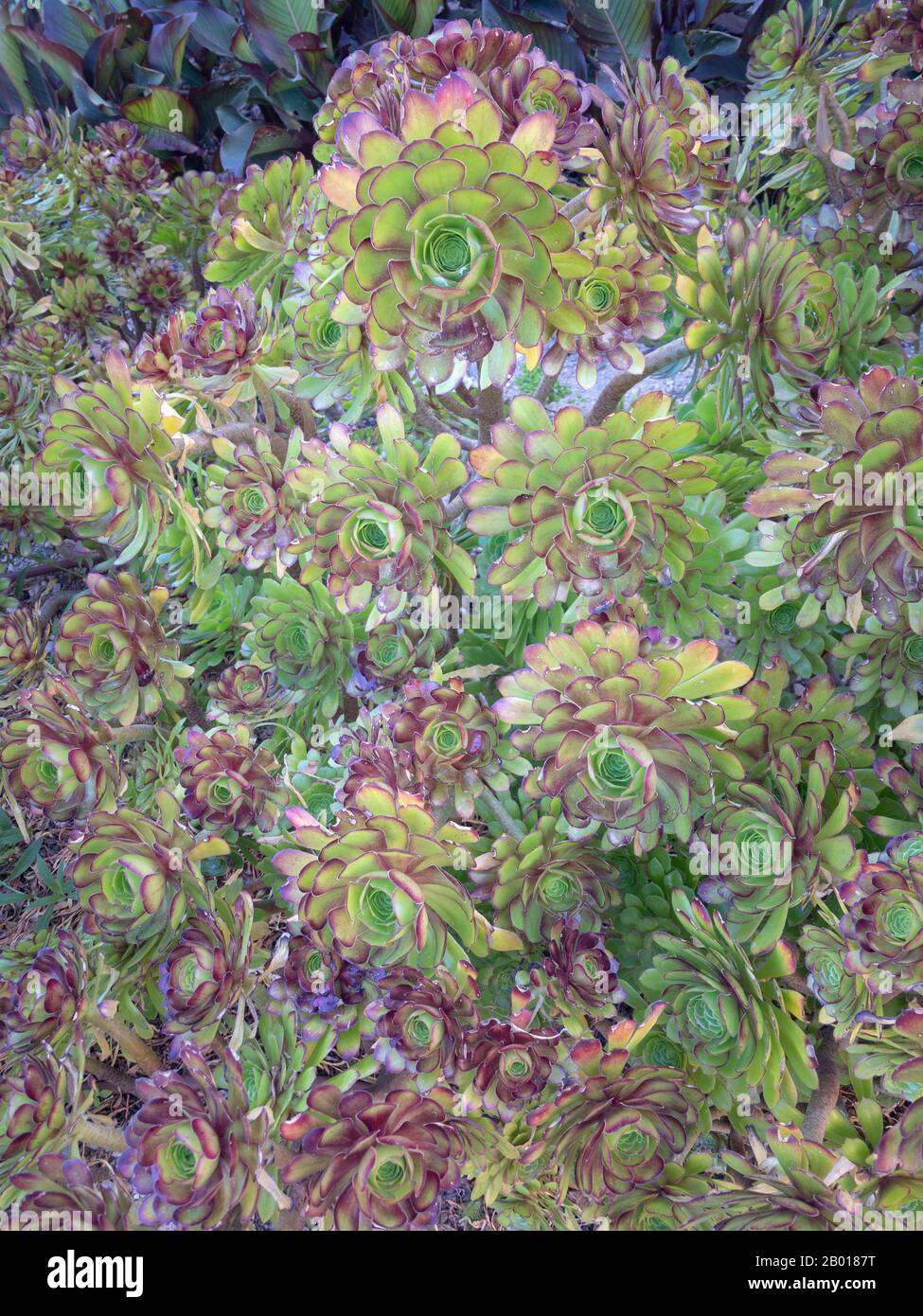 Jovibarba hi-res stock photography and images - Alamy