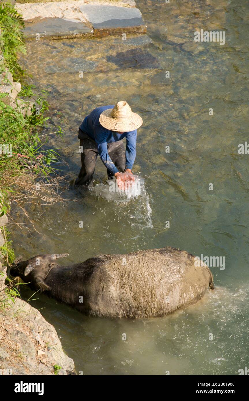 China: Washing a buffalo next to the Miao village of Langde Shang ...