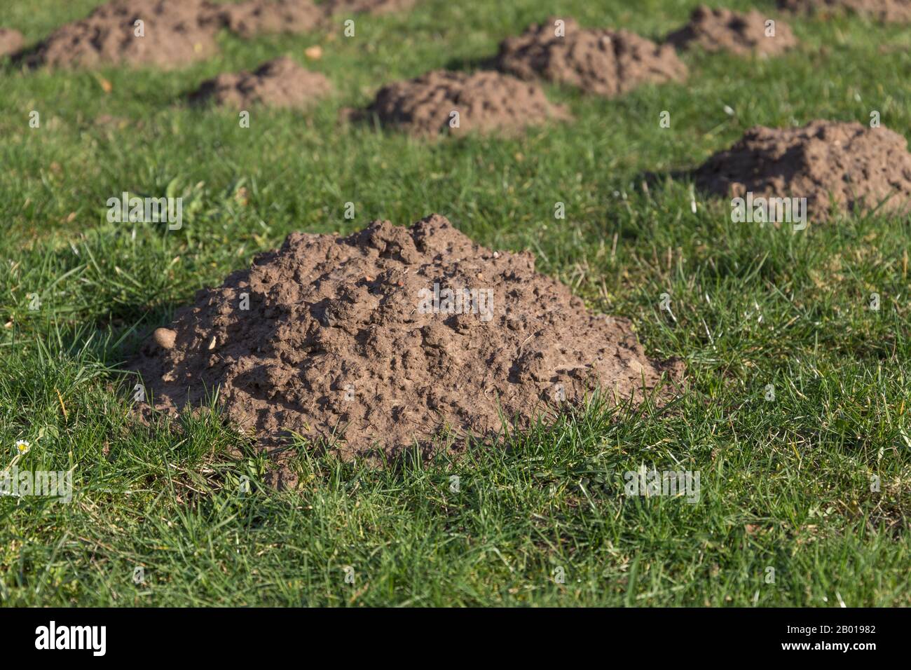 Molehill digging hi-res stock photography and images - Alamy