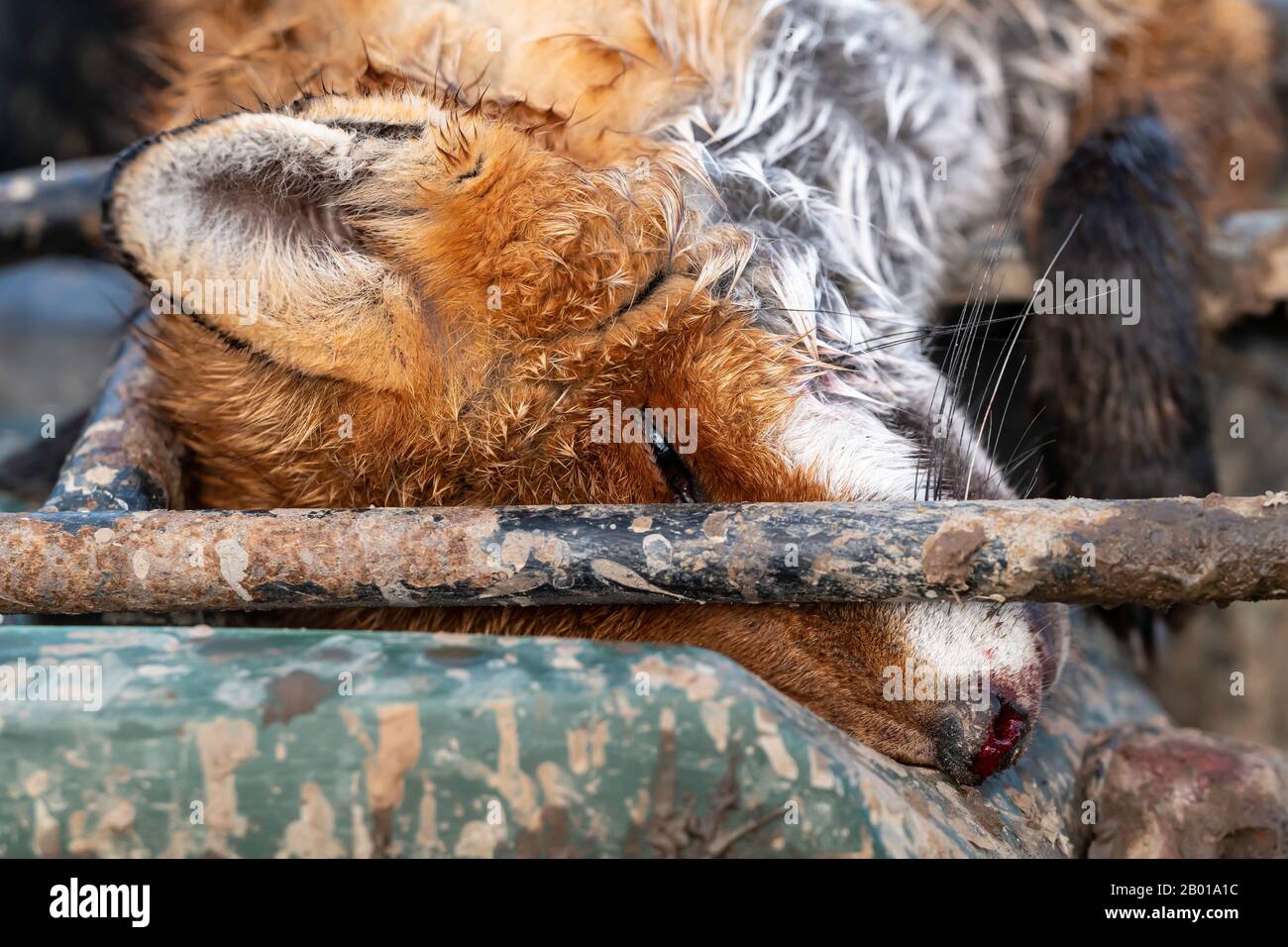 Dead Red Fox Uk High Resolution Stock Photography and Images - Alamy