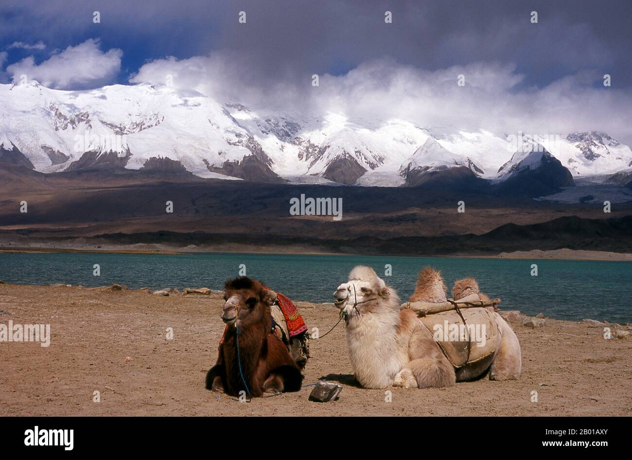 China: Bactrian camels at Lake Karakul on the Karakoram Highway ...