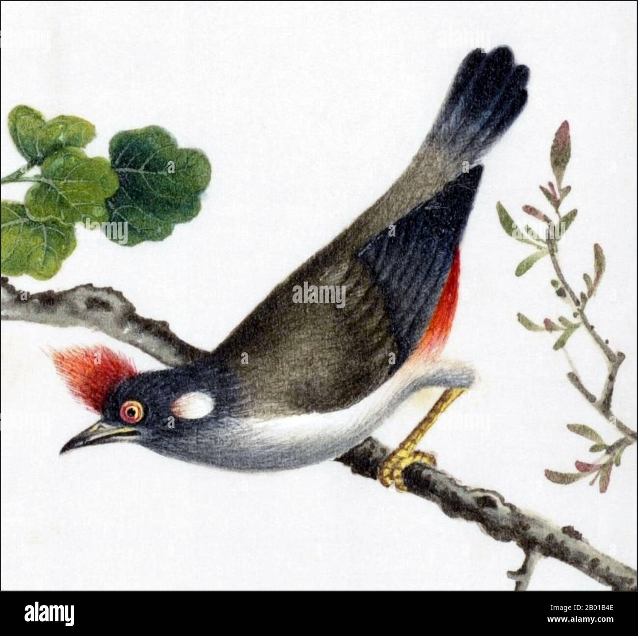 China: Red-whiskered Bulbul. Watercolour painting from a gouache album ...