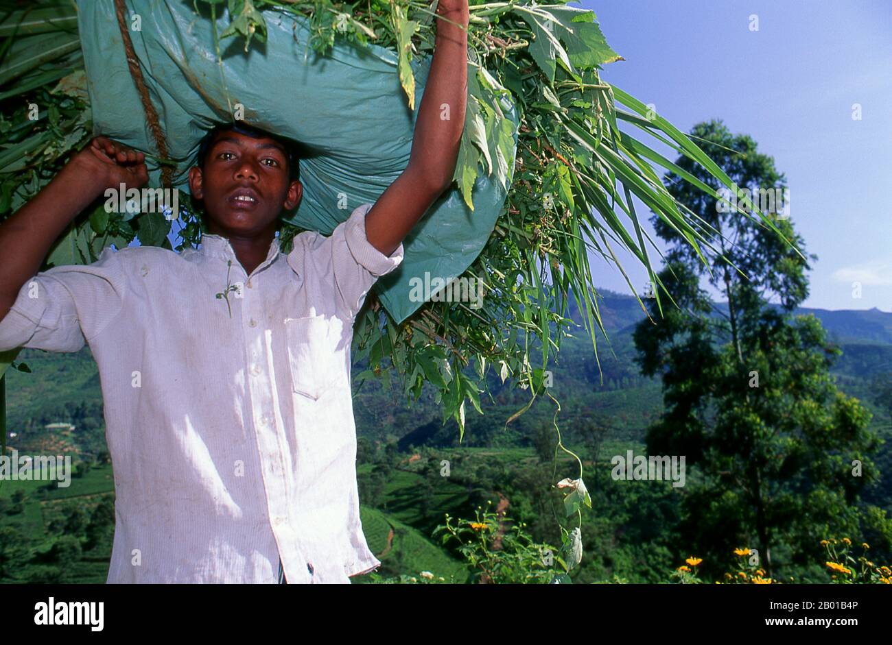 Find british farming hi-res stock photography and images - Alamy