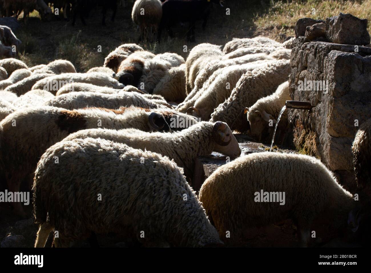 Sheep drinking water trough in hi-res stock photography and images - Alamy