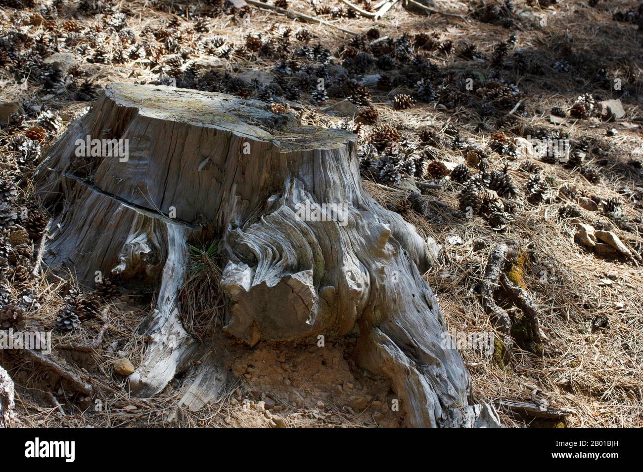 Dead cone effect hi-res stock photography and images - Alamy