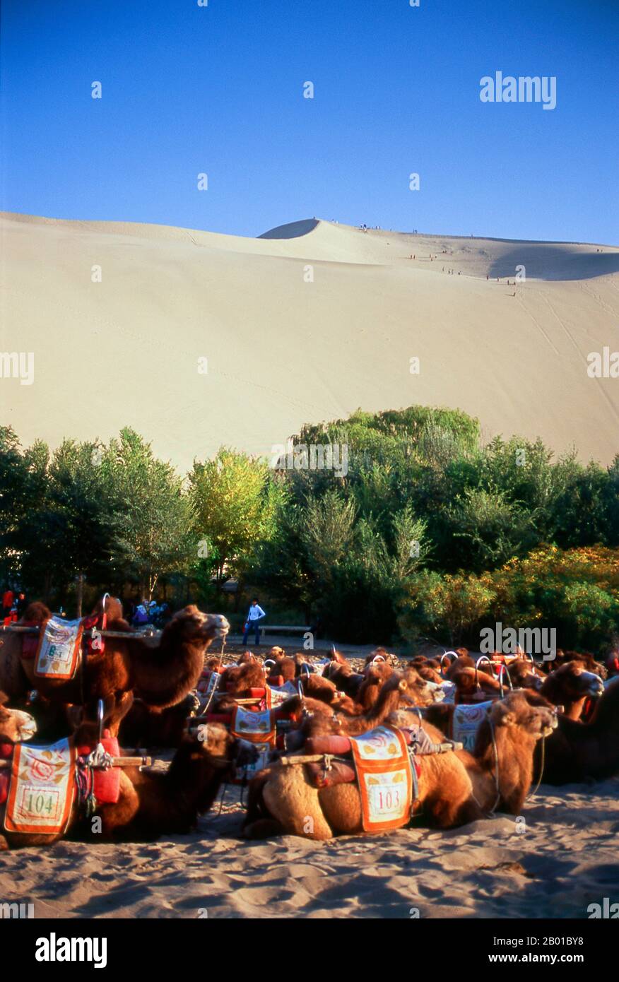 China: Camels rest at the singing sand dunes of Mingsha Shan (Mingsha ...