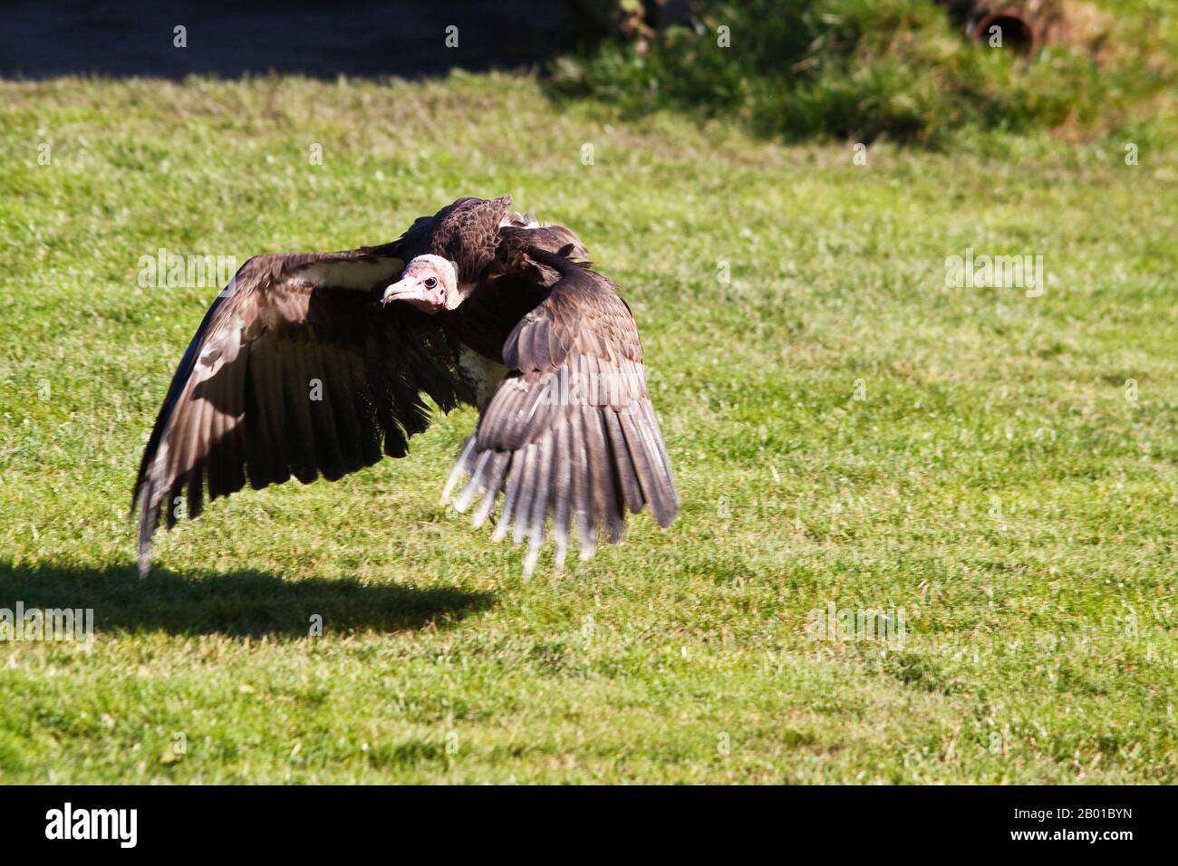 Turkey Vulture Flying High Resolution Stock Photography and Images - Alamy