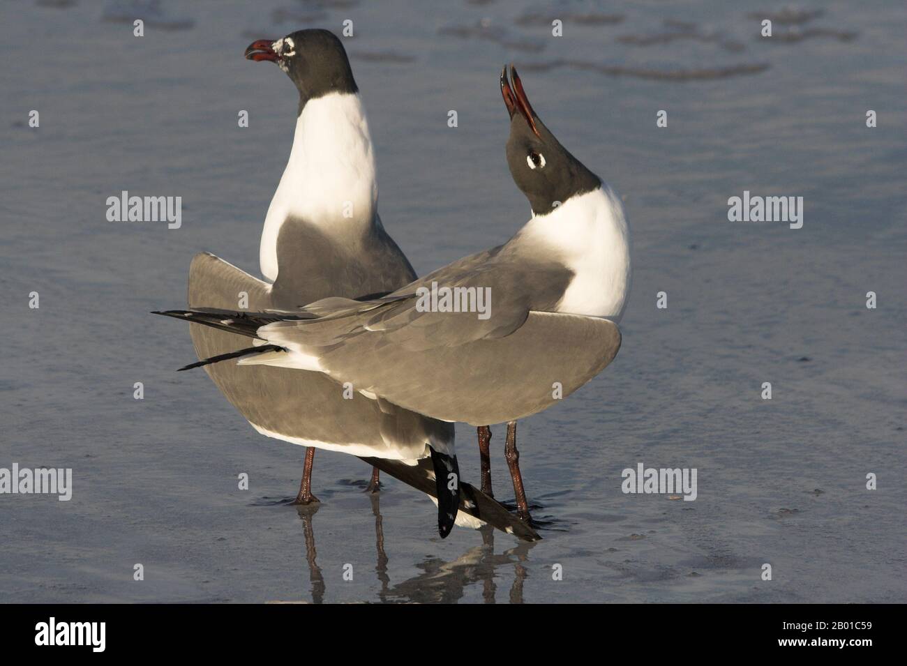 Male and female laughing gull hi-res stock photography and images - Alamy
