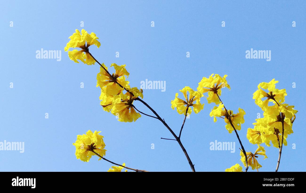 The wind tree has yellow flowers Stock Photo - Alamy
