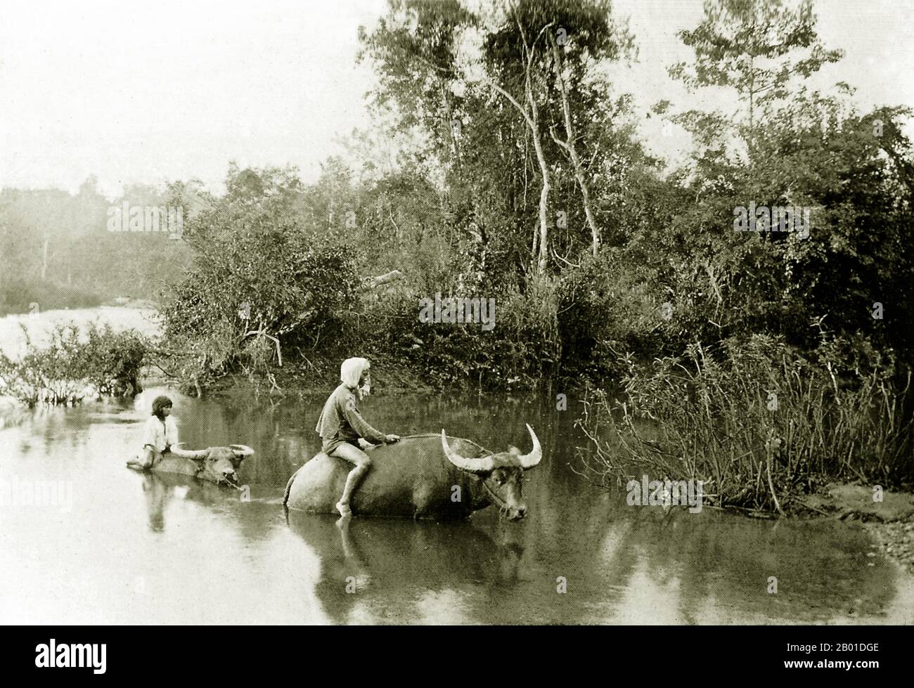 Burma: Riding water buffaloes in the rainy season, c. 1892-1896. The ...