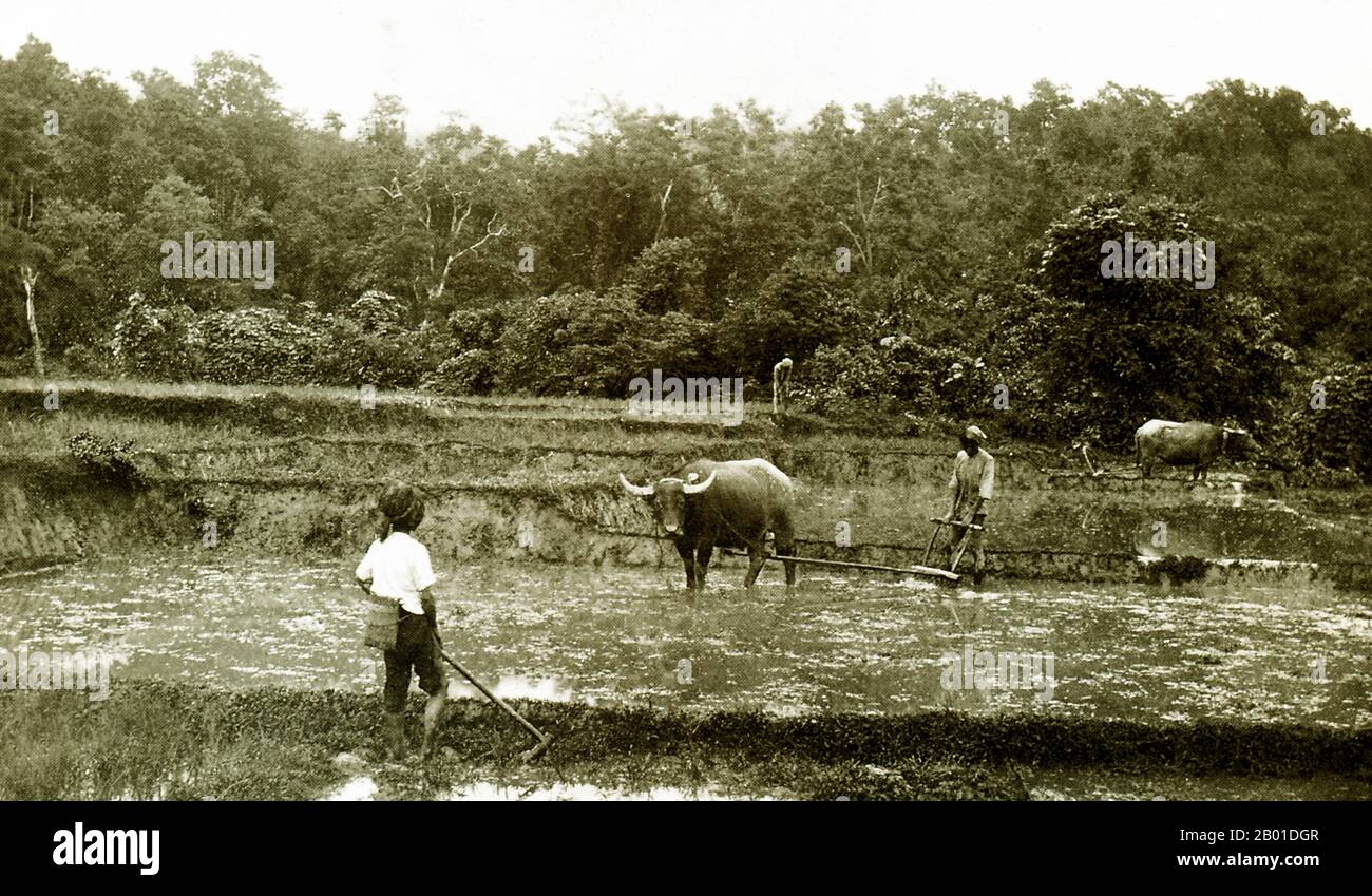 Burma: Shan farmers prepare their rice fields aided by water buffaloes ...