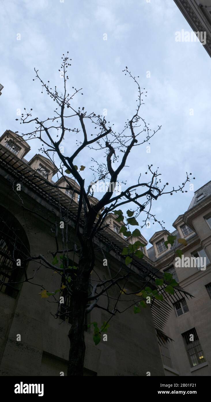 Tree in winter, courtyard, Paris, France Stock Photo - Alamy
