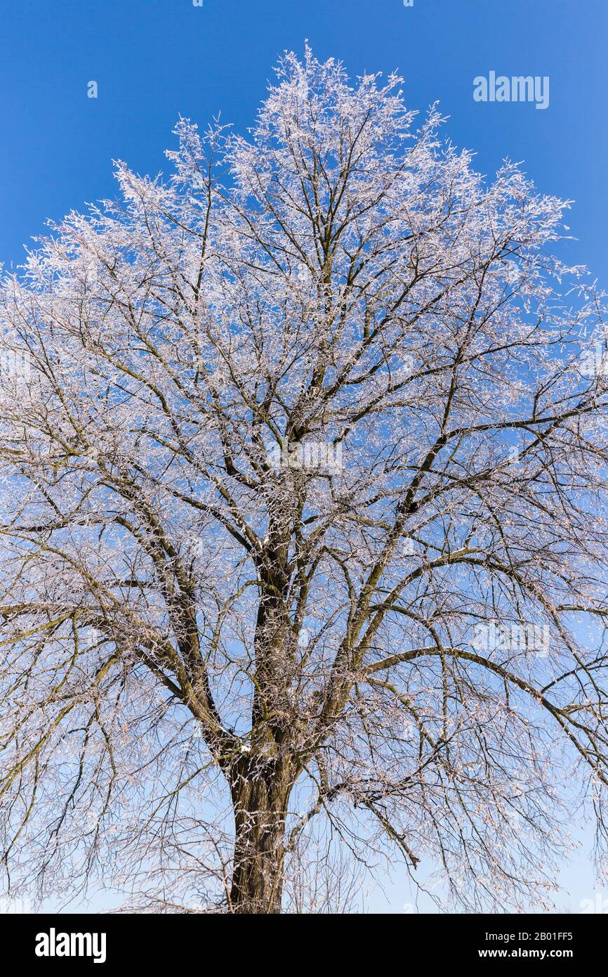 Frozen tree on winter field and blue sky.Europe Stock Photo - Alamy