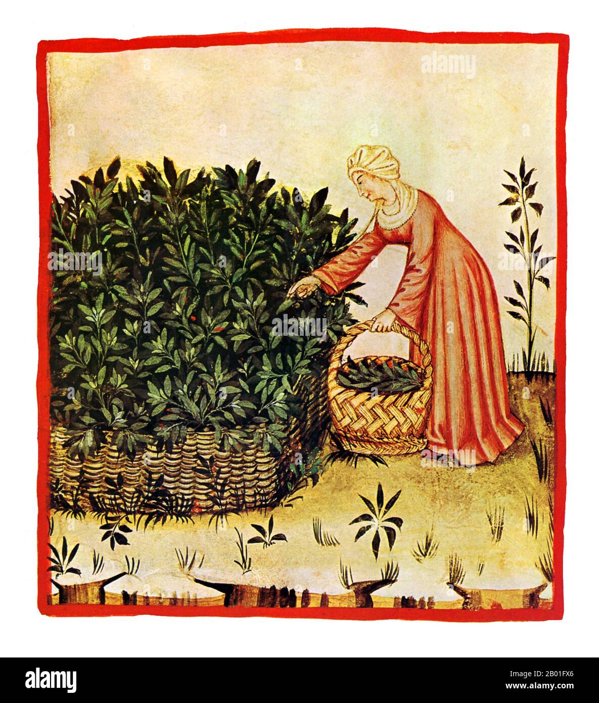 Iraq/Italy: Sage (Saluia). Illustration from Ibn Butlan's Taqwim al ...