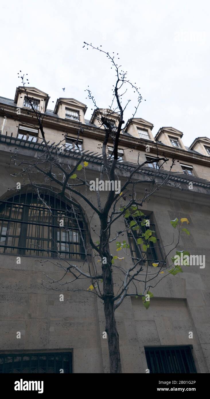 Tree in winter, courtyard, Paris, France Stock Photo - Alamy