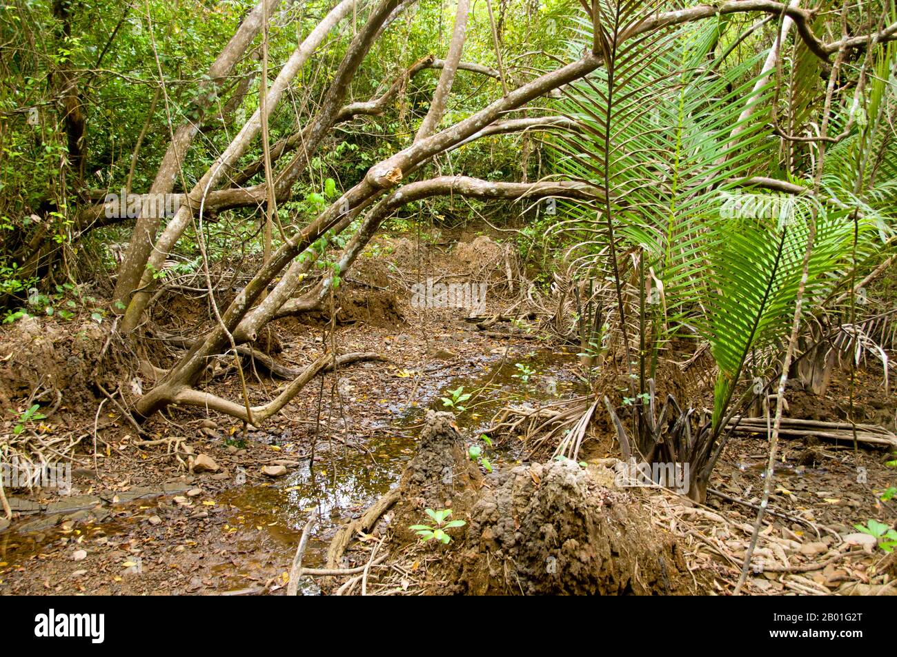 Thailand: Swampland around prison camp at Ao Taloh Udang, Ko Tarutao ...