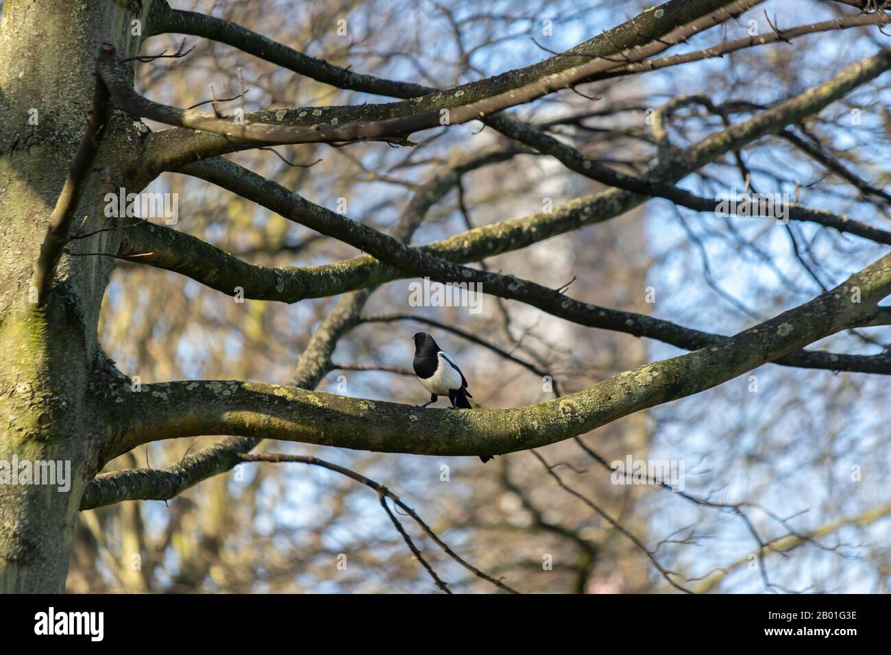 A bird sitting at Lovel Hill Park,Leeds ,Uk Stock Photo - Alamy