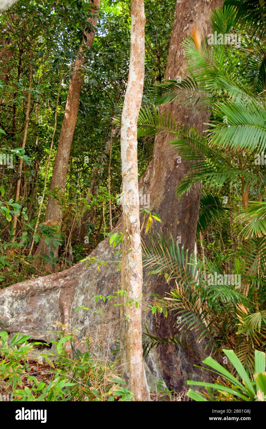 Thailand: Jungle interior, Ko Yang, Ko Tarutao Marine National Park. Ko ...