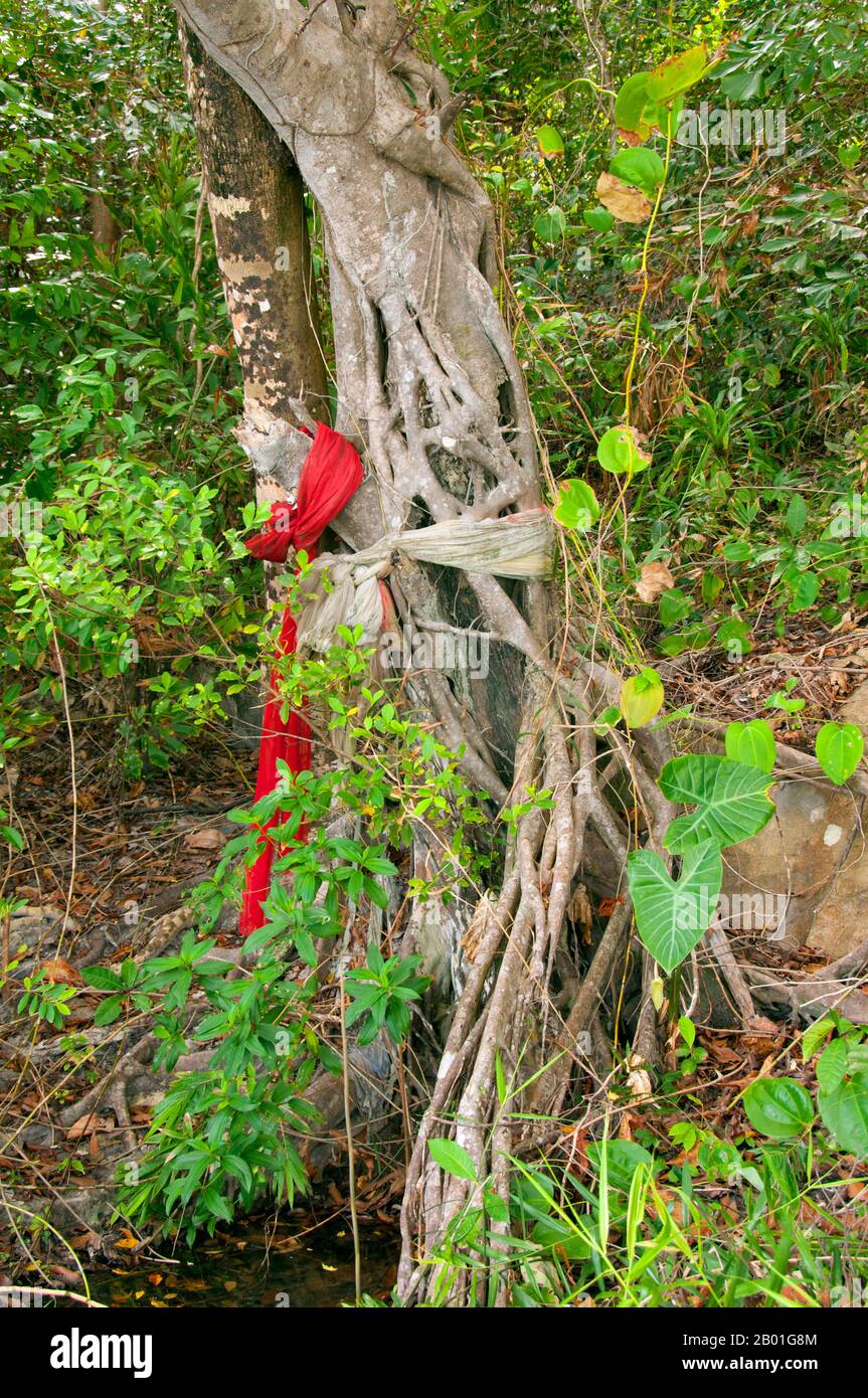 Thailand: Jungle interior, Ko Yang, Ko Tarutao Marine National Park. Ko ...