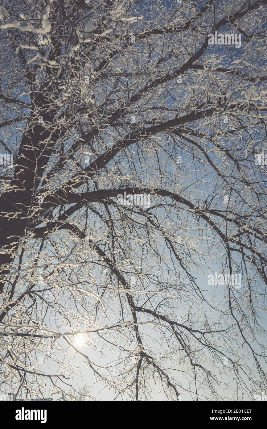 Frozen tree on winter field and blue sky.Europe Stock Photo - Alamy