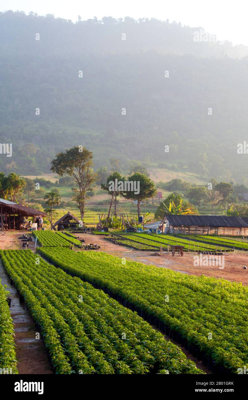 Thailand: Ban Nong Bong Cold Climate Flowers Market, Phu Ruea, Loei ...