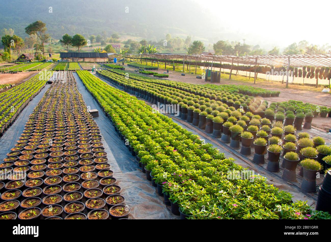 Thailand: Ban Nong Bong Cold Climate Flowers Market, Phu Ruea, Loei ...