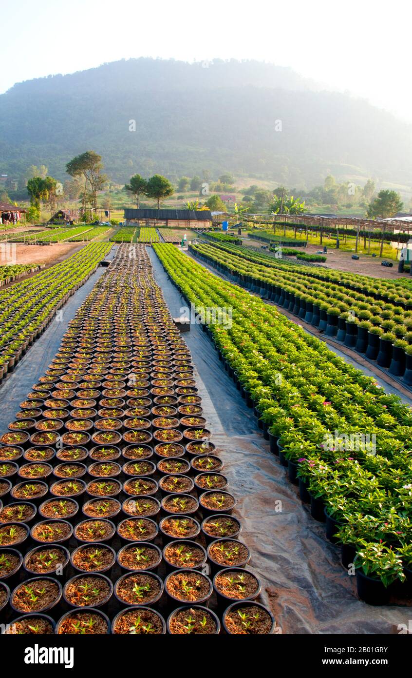 Thailand: Ban Nong Bong Cold Climate Flowers Market, Phu Ruea, Loei ...