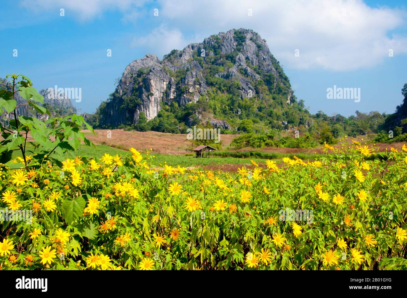 Thailand: Dok Bua Tong (Mexican Sunflowers) near Suan Hin Pha Ngam ...