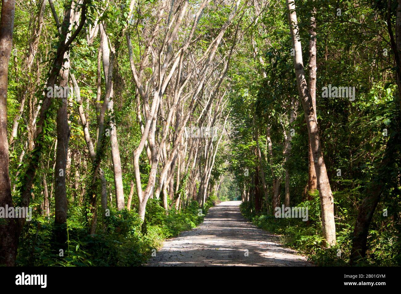 Thailand: The Royal Forest Department Centenary Arboretum (Pak Puan ...