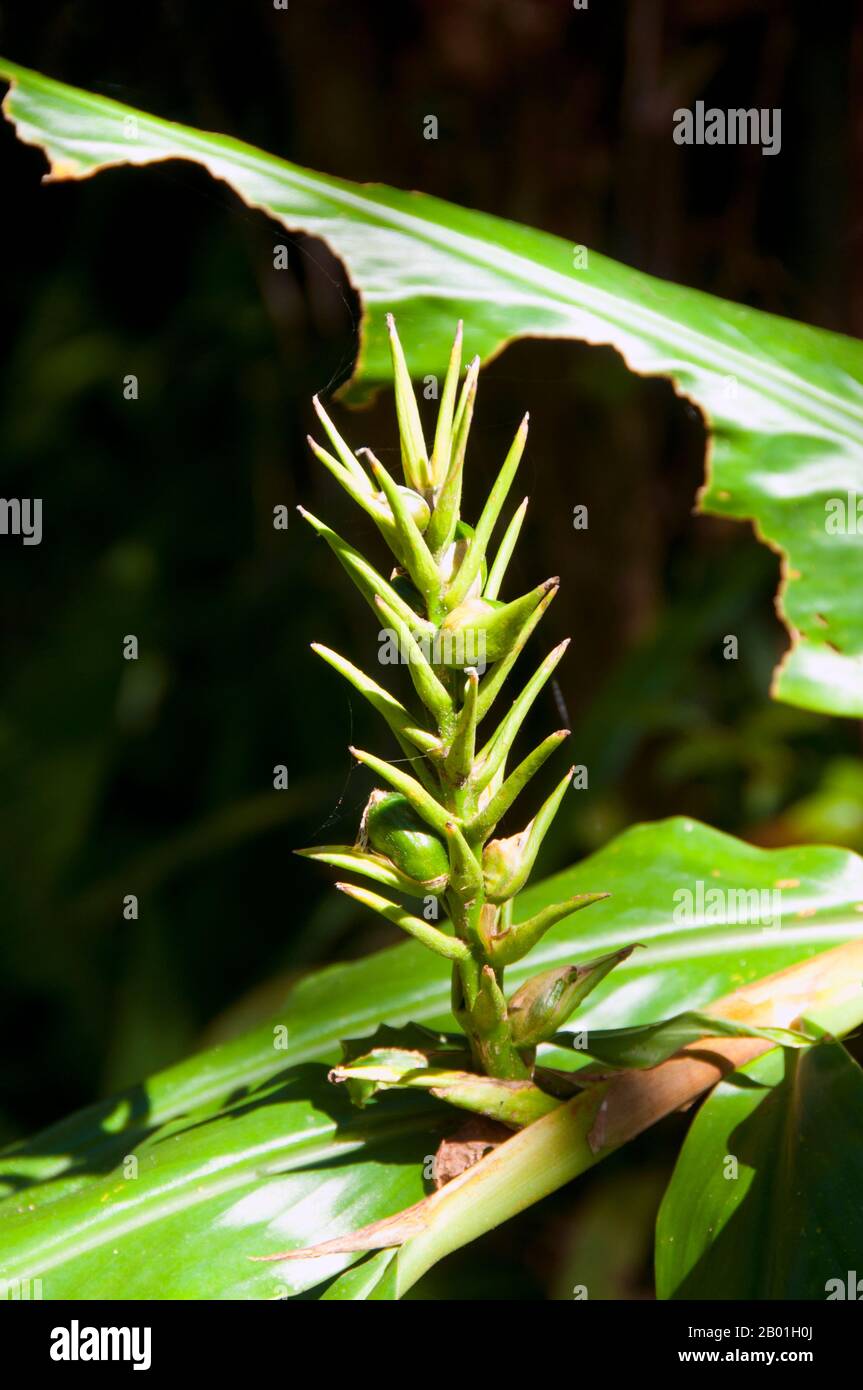 Thailand: Wild flower at Phu Luang Wildlife Sanctuary, Loei Province ...
