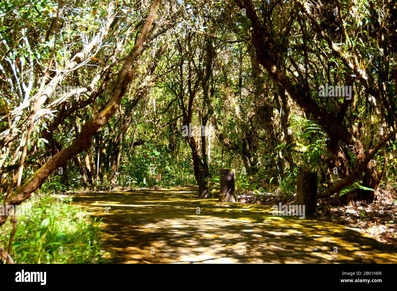 Thailand: A forest trail at Phu Luang Wildlife Sanctuary, Loei Province ...