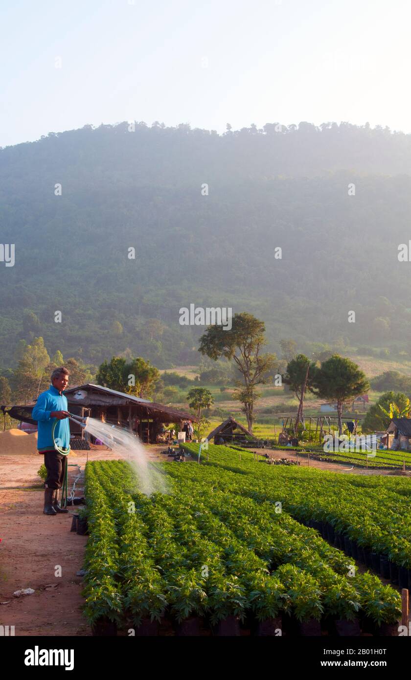 Thailand: Ban Nong Bong Cold Climate Flowers Market, Phu Ruea, Loei ...
