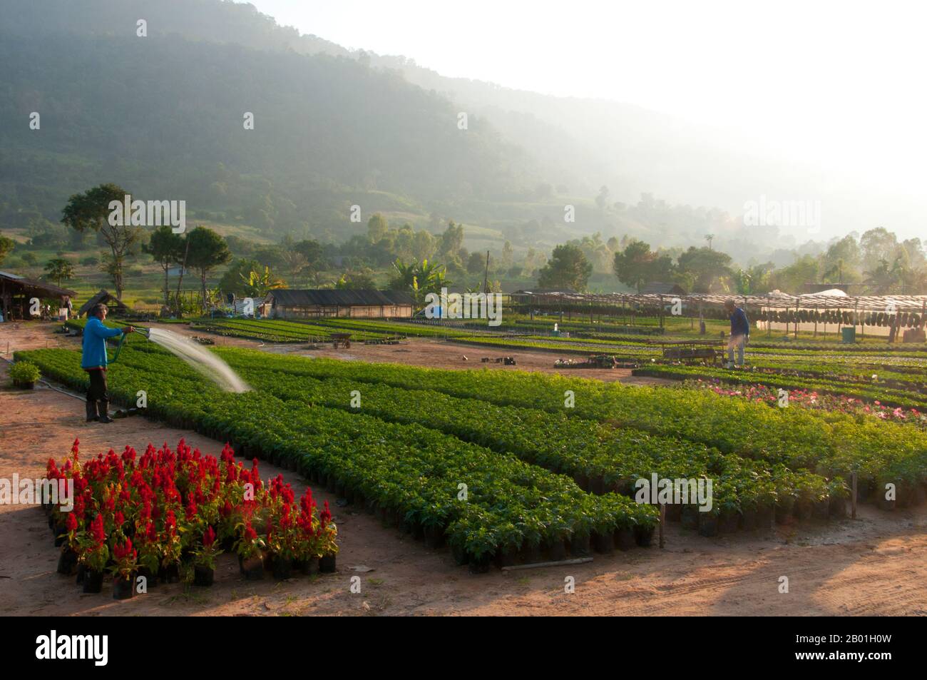 Thailand: Ban Nong Bong Cold Climate Flowers Market, Phu Ruea, Loei ...