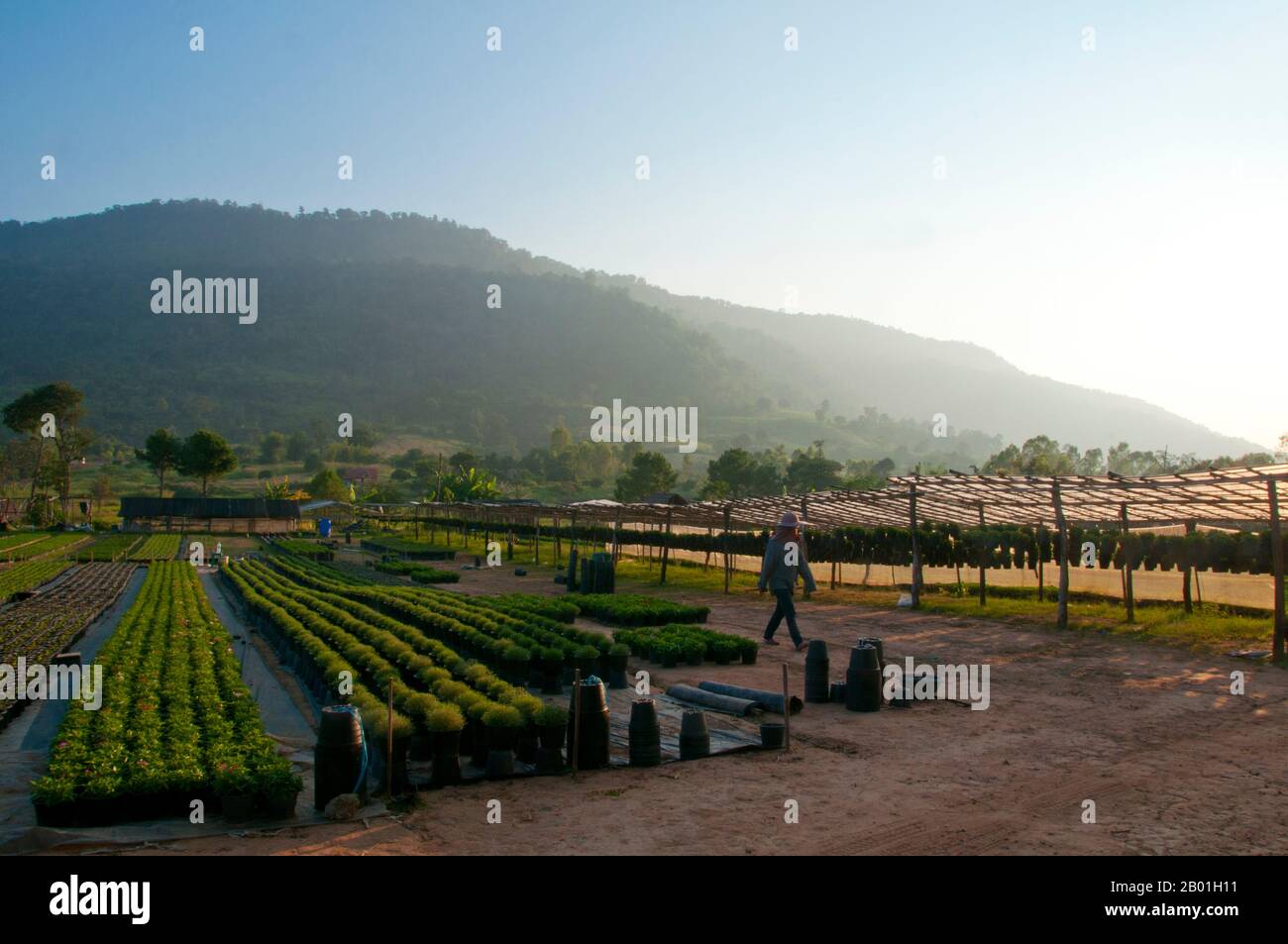 Thailand: Ban Nong Bong Cold Climate Flowers Market, Phu Ruea, Loei ...