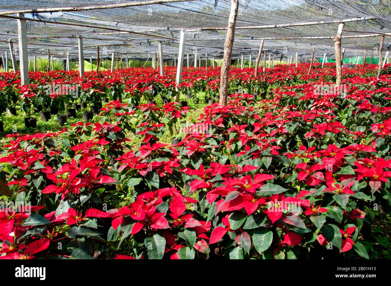 Thailand: Ban Nong Bong Cold Climate Flowers Market, Phu Ruea, Loei ...