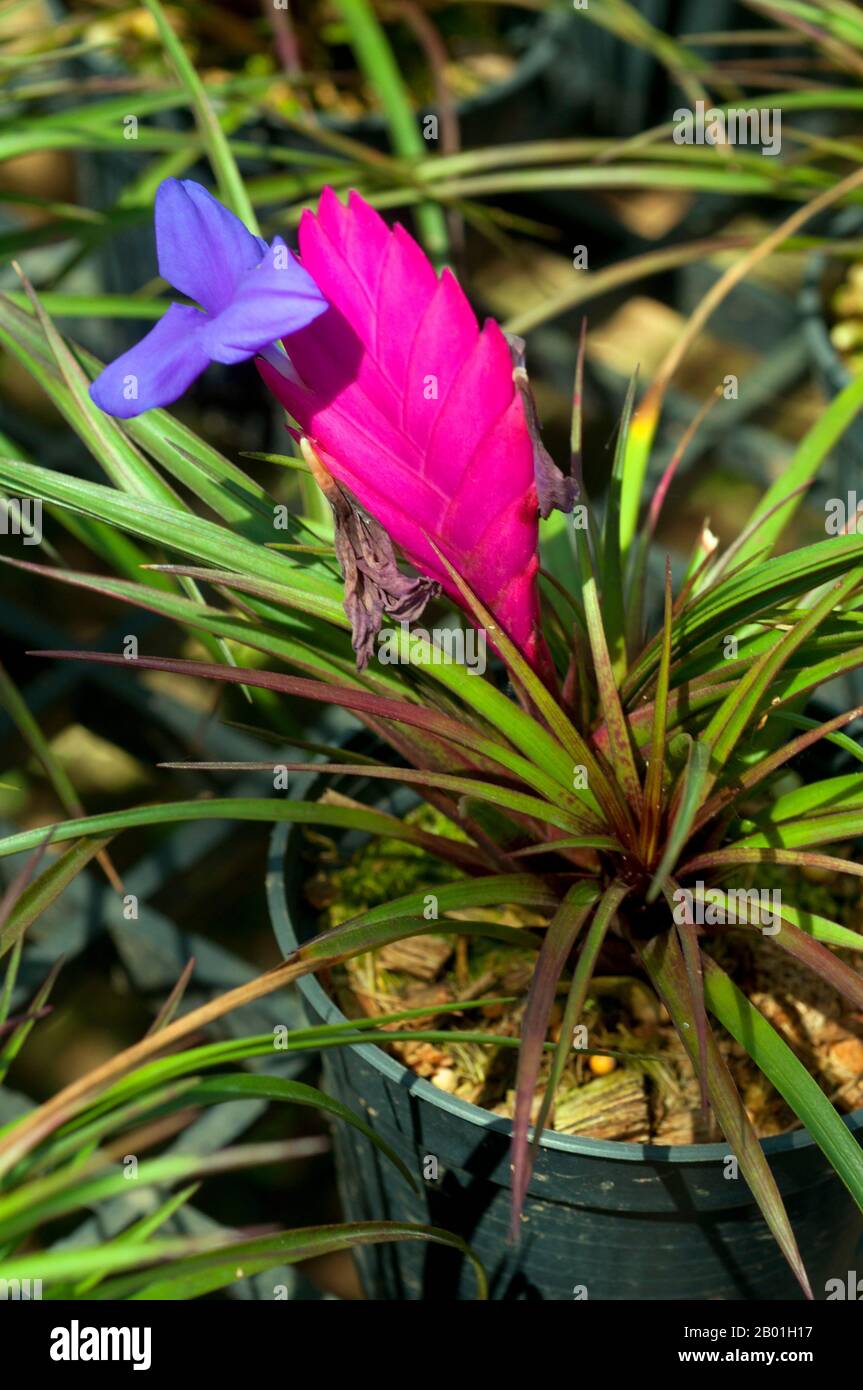 Thailand: Ban Nong Bong Cold Climate Flowers Market, Phu Ruea, Loei ...