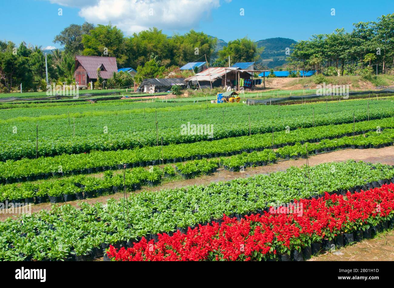 Thailand: Ban Nong Bong Cold Climate Flowers Market, Phu Ruea, Loei ...