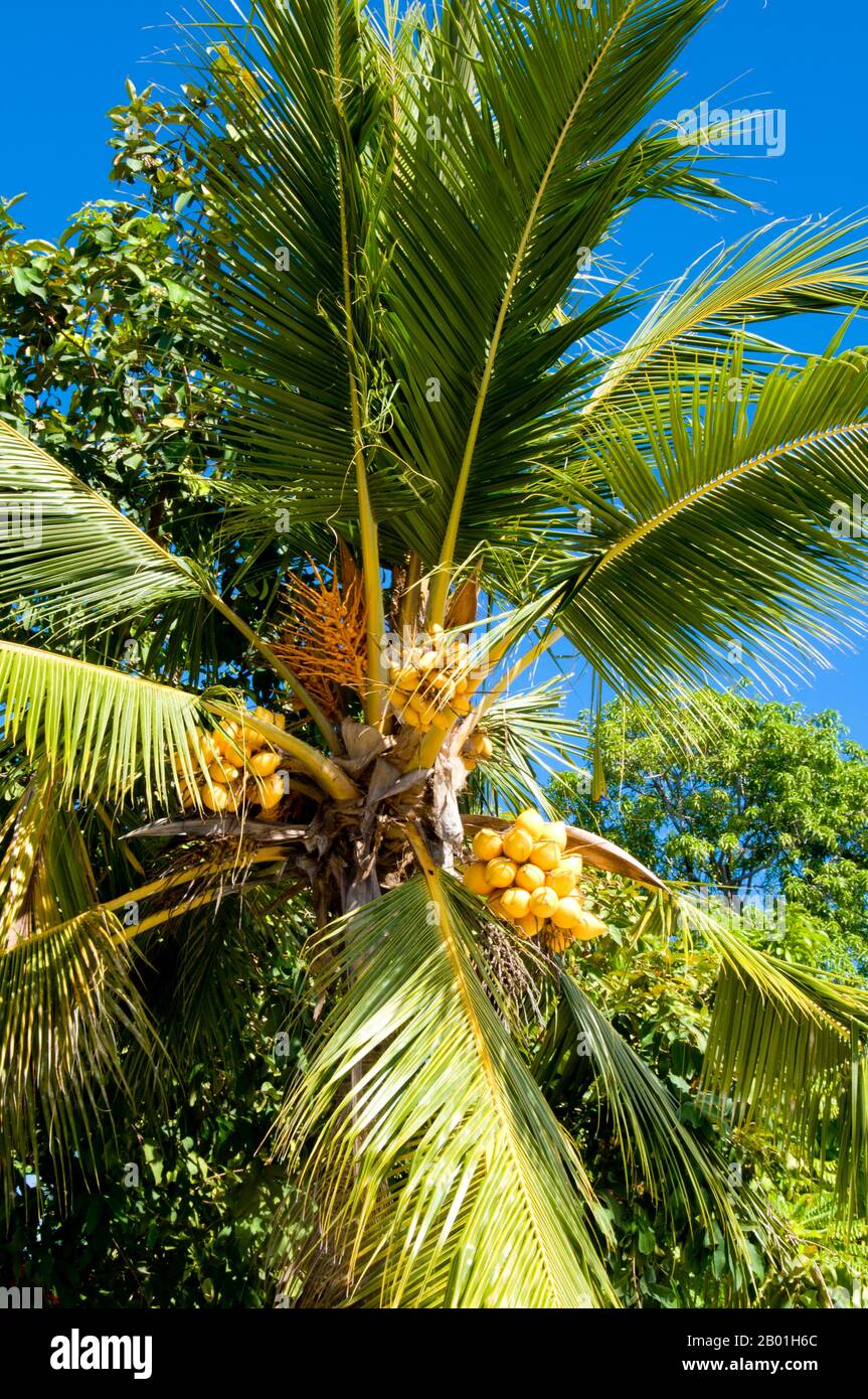 Maldives: Coconut palm trees, the highest natural item on the islands ...