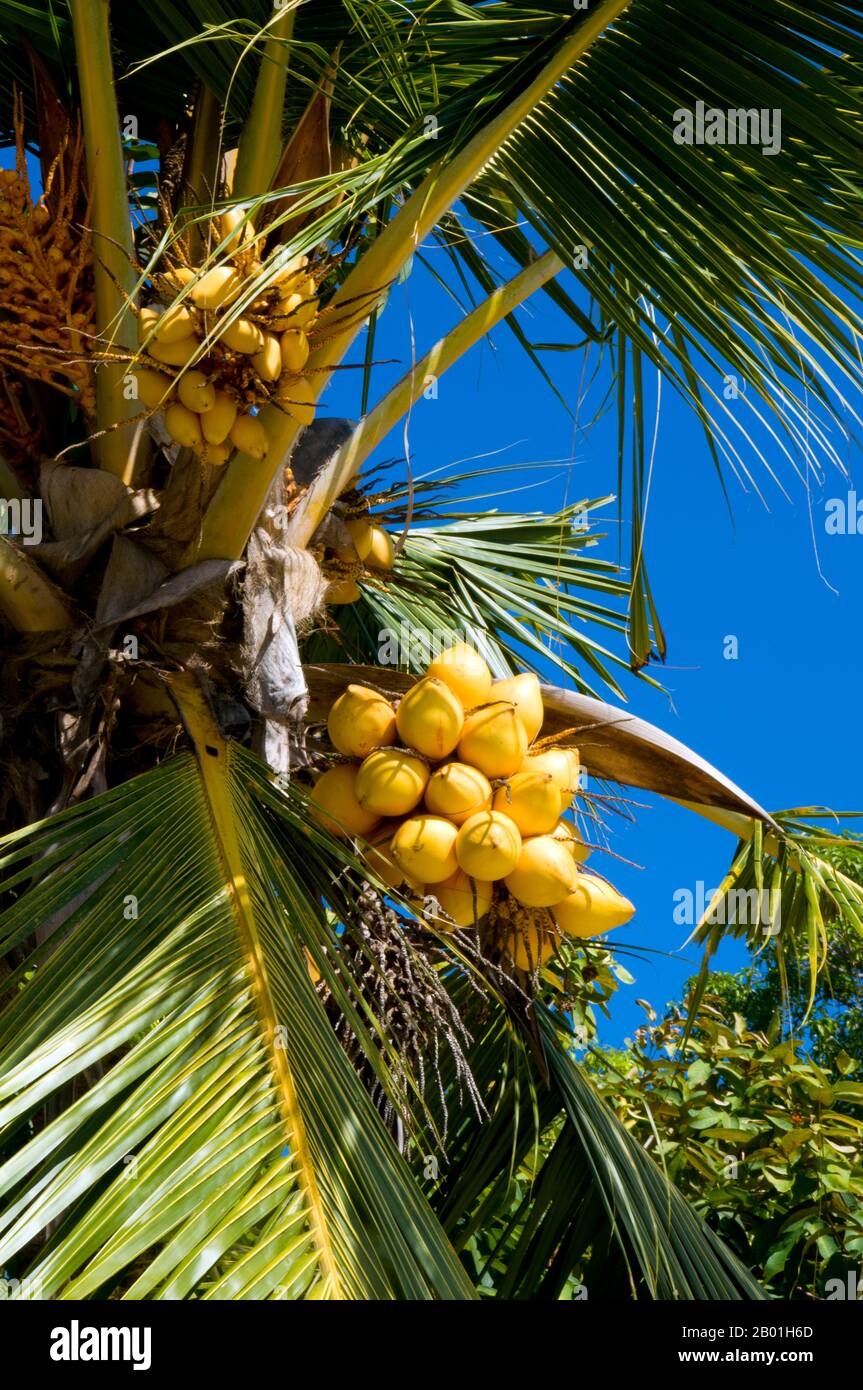 Maldives: Coconut palm trees, the highest natural item on the islands ...
