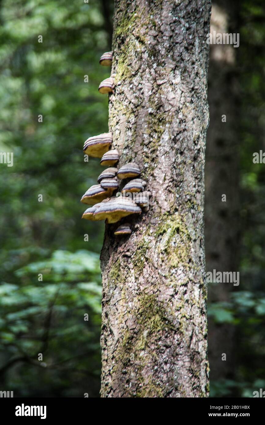 Tree trunk with parasitic tree fungi Stock Photo - Alamy
