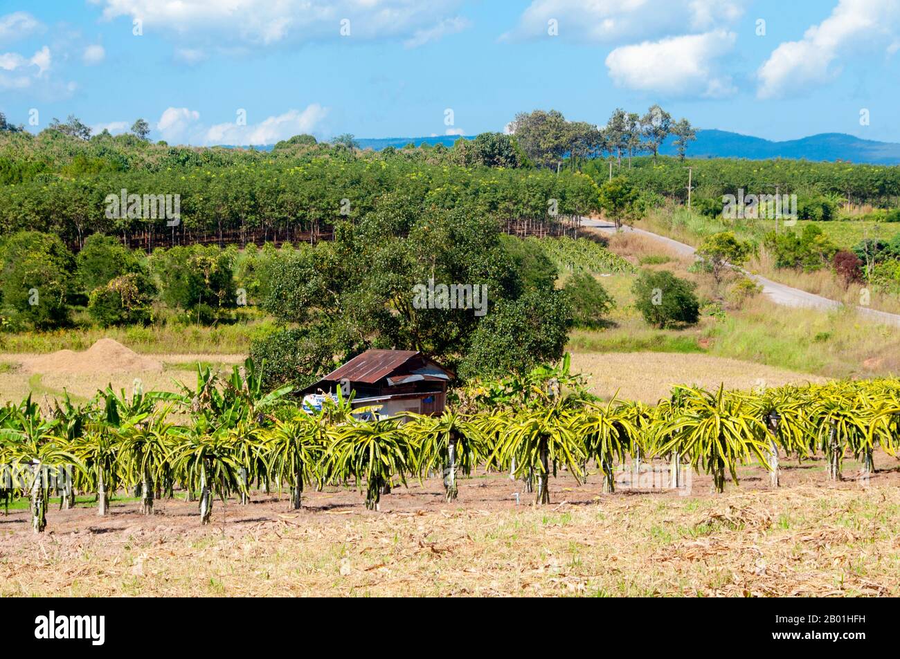 Thailand: Aloe vera plantation, Loei Province. Loei (Thai: เลย ...