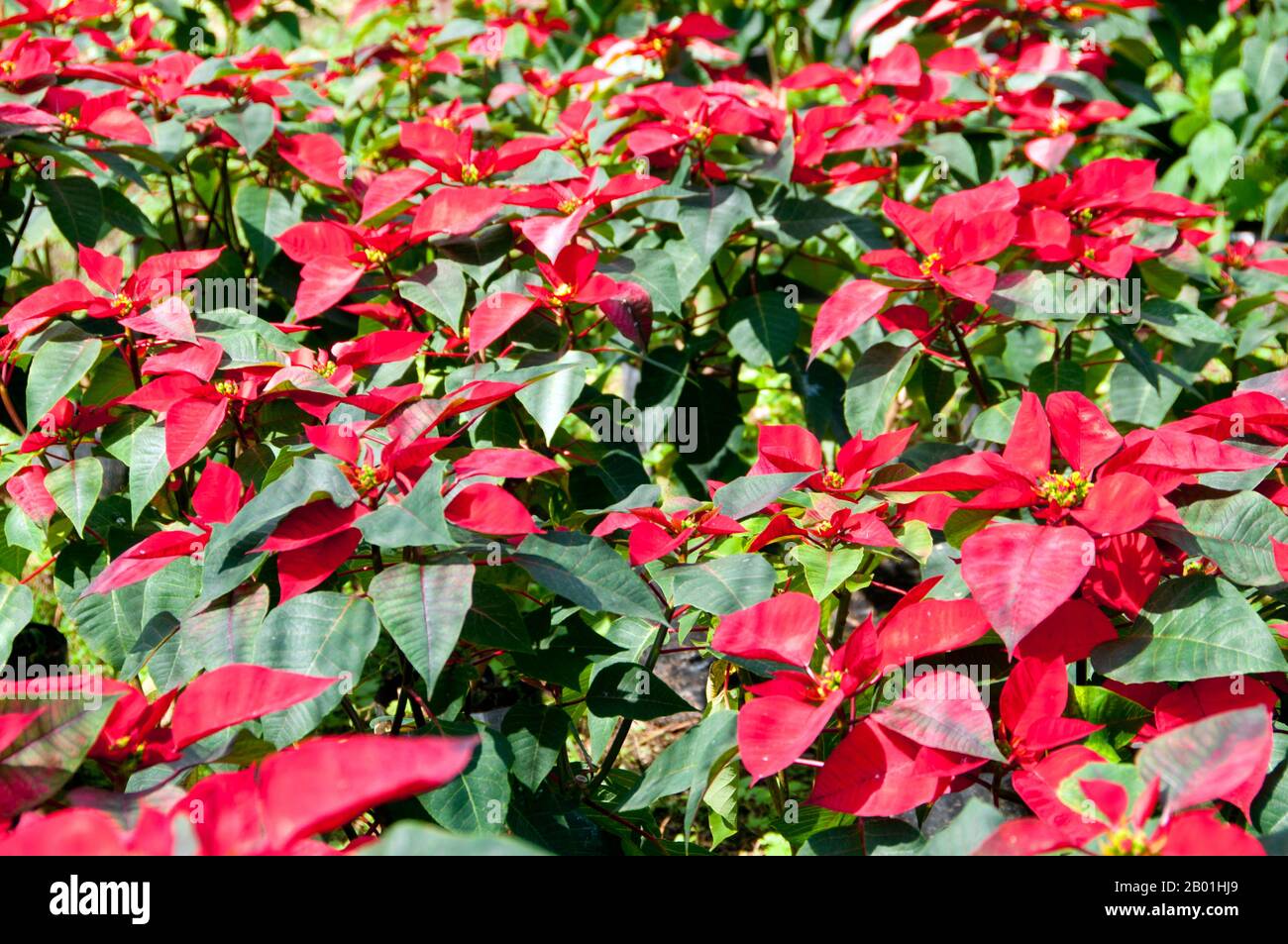 Bong nong river hi-res stock photography and images - Alamy