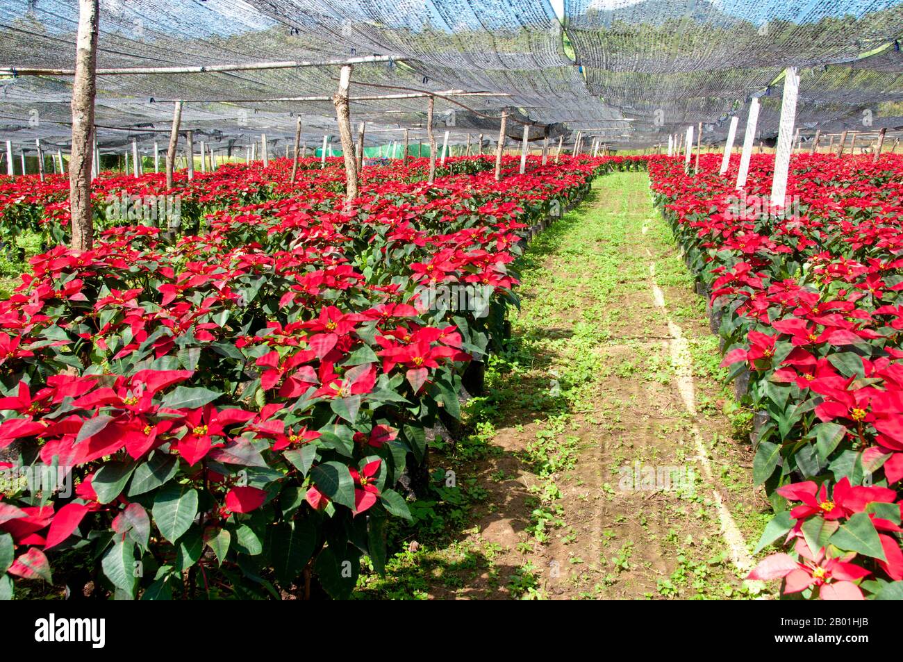 Thailand: Ban Nong Bong Cold Climate Flowers Market, Phu Ruea, Loei ...