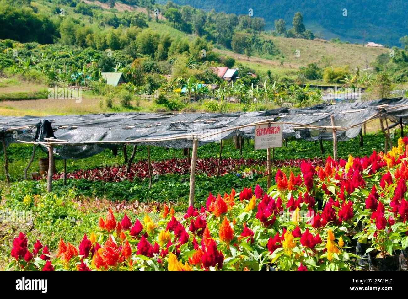 Thailand: Ban Nong Bong Cold Climate Flowers Market, Phu Ruea, Loei ...