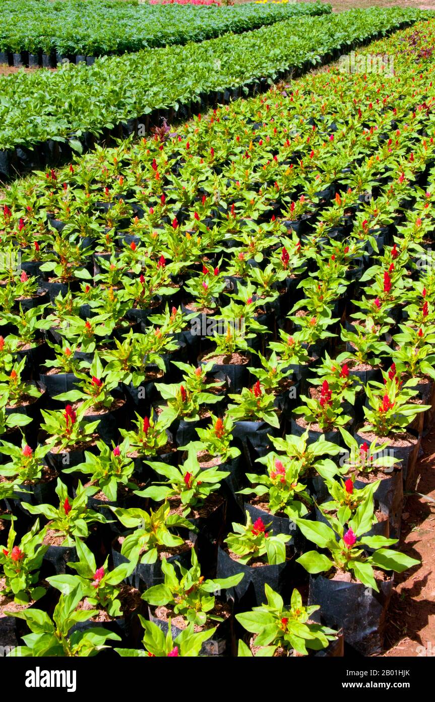 Thailand: Ban Nong Bong Cold Climate Flowers Market, Phu Ruea, Loei ...