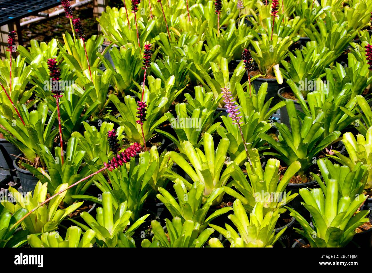Thailand: Ban Nong Bong Cold Climate Flowers Market, Phu Ruea, Loei ...