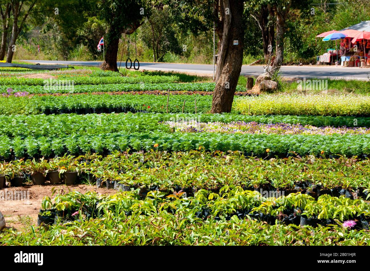 Thailand: Ban Nong Bong Cold Climate Flowers Market, Phu Ruea, Loei ...