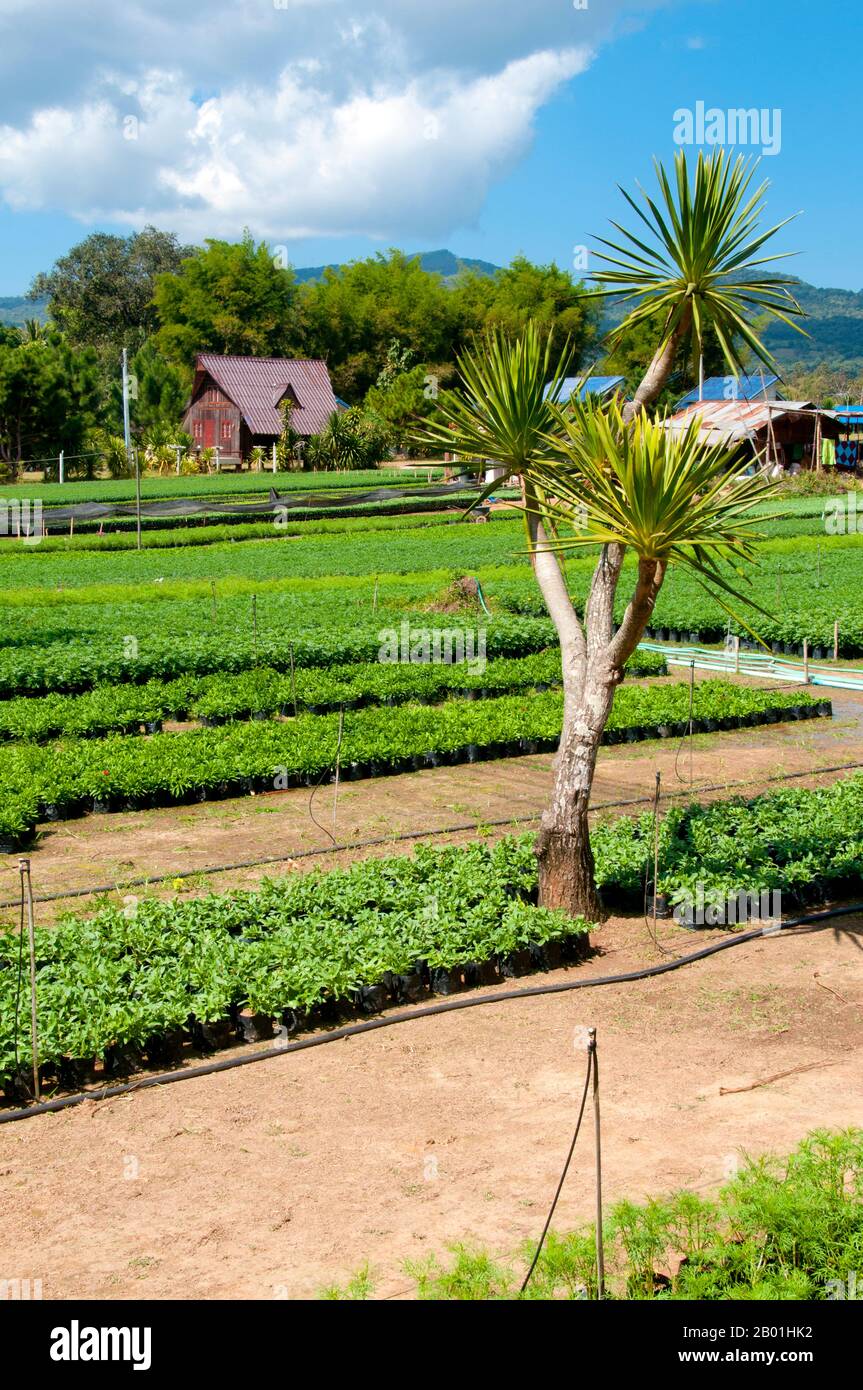 Thailand: Ban Nong Bong Cold Climate Flowers Market, Phu Ruea, Loei ...