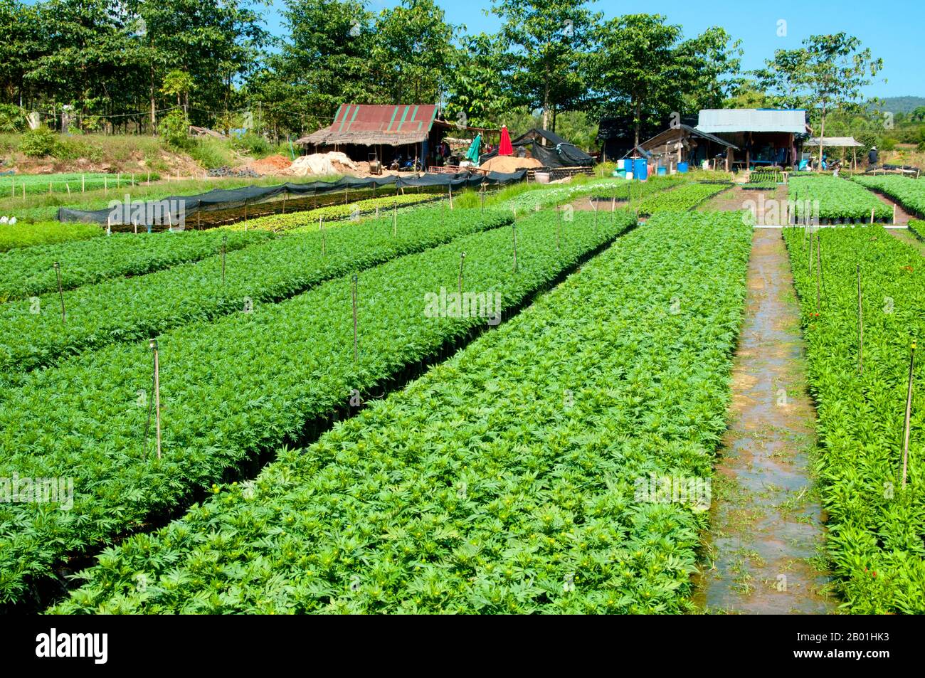 Thailand: Ban Nong Bong Cold Climate Flowers Market, Phu Ruea, Loei ...